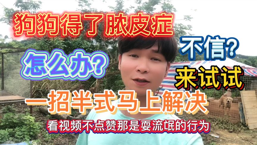 教你如何处理狗狗脓皮症,一招搞定
