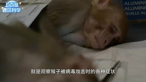 残忍动物实验背后藏何秘密?真相在此,超乎你想象!