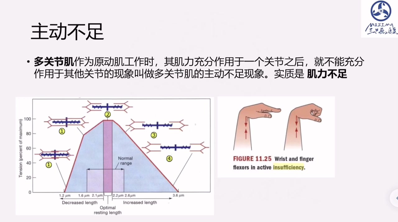 运动解剖学-肌动学