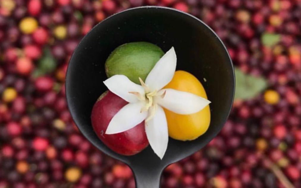 【中国咖啡产地VLOG】又到了中国咖啡的产季,今年去不了,PO个前几...