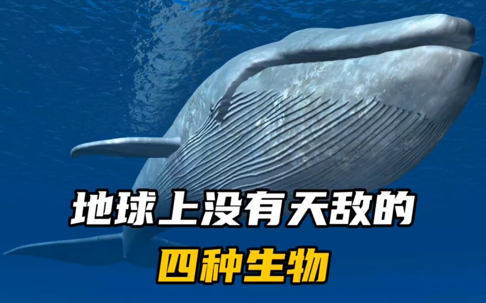 地球上没有天敌的四种生物,你知道吗?