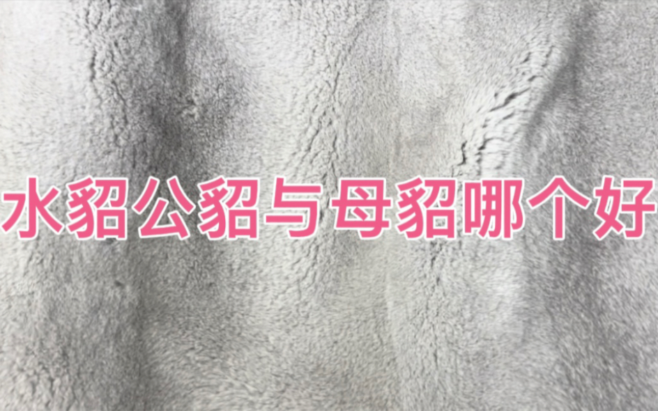 水貂公貂与母貂各有啥优缺点,用定制的天鹅绒整貂大衣实物讲解