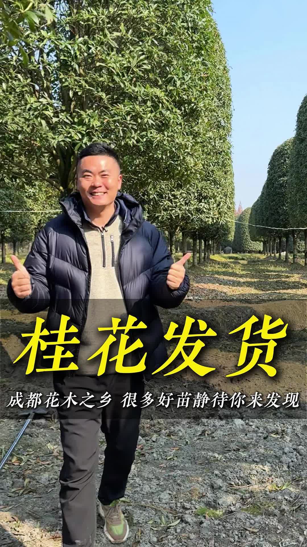 今天买桂花的施工方,是一个老江湖! 不买好只买对～看似不起眼的桂花...