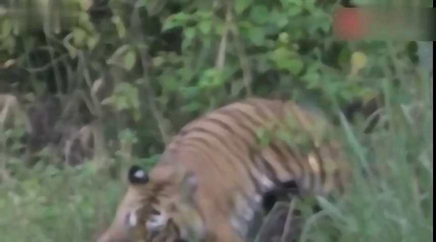 雌虎杀野猪vs雄棕熊杀野猪,熊吹梦碎。
