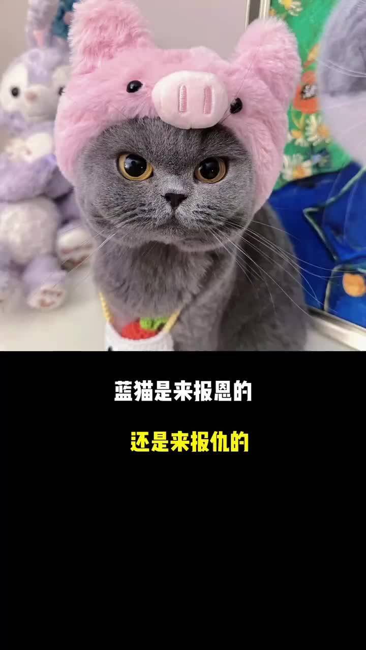 319.#快成长计划 #潮流生活成长之星 #小猫可以治愈一
