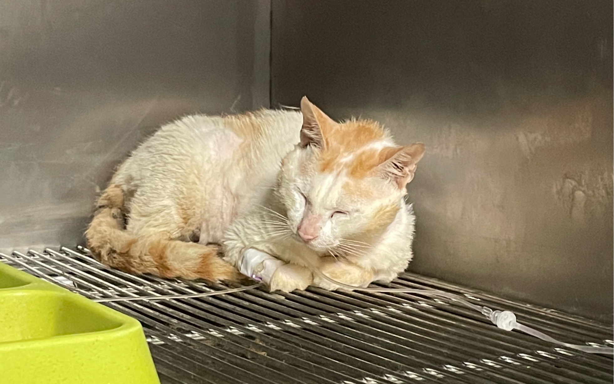 猫咪早期驯服丁丁珍贵影像