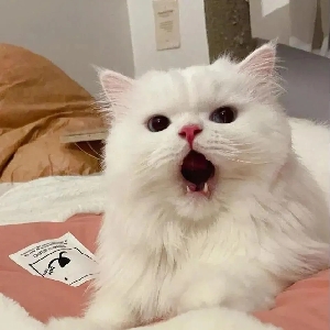 皓思要买大house 