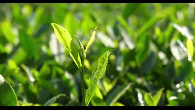 “护苗2019”绿书签专项行动