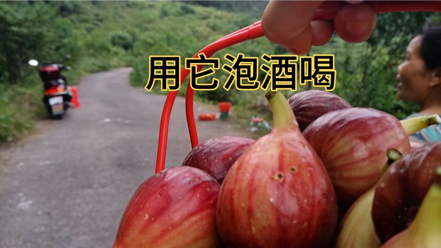 原来无花果可以泡酒喝,喝酒不宜过饮,小饮即可噢