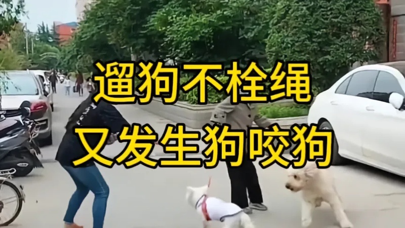 遛狗不栓绳又发生狗咬狗