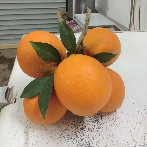赣南脐橙小森店 