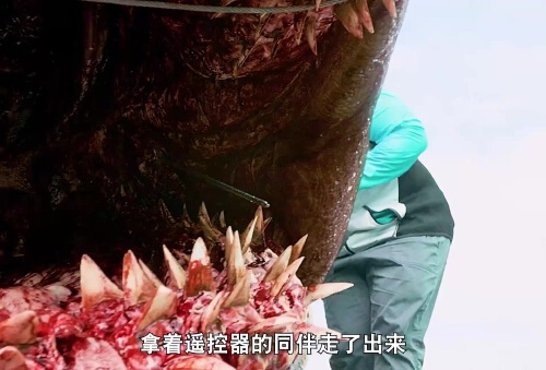 非常精彩不容错过的一部电影《巨齿鲨》