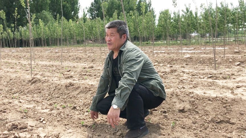 农村大叔种植杨树,管理起来很简单,还不耽误种庄稼
