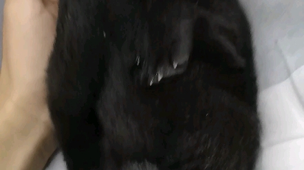 九敏!友友们你们有没有养过中华田园狗崽子啊,为啥我刚抱回来的这只...