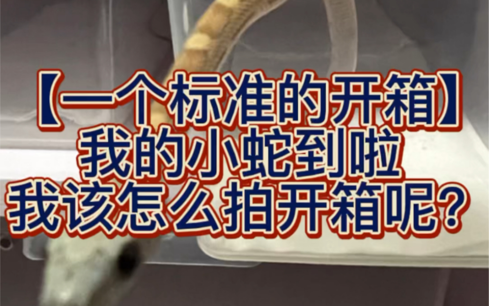 宠物蛇到家开箱指南!