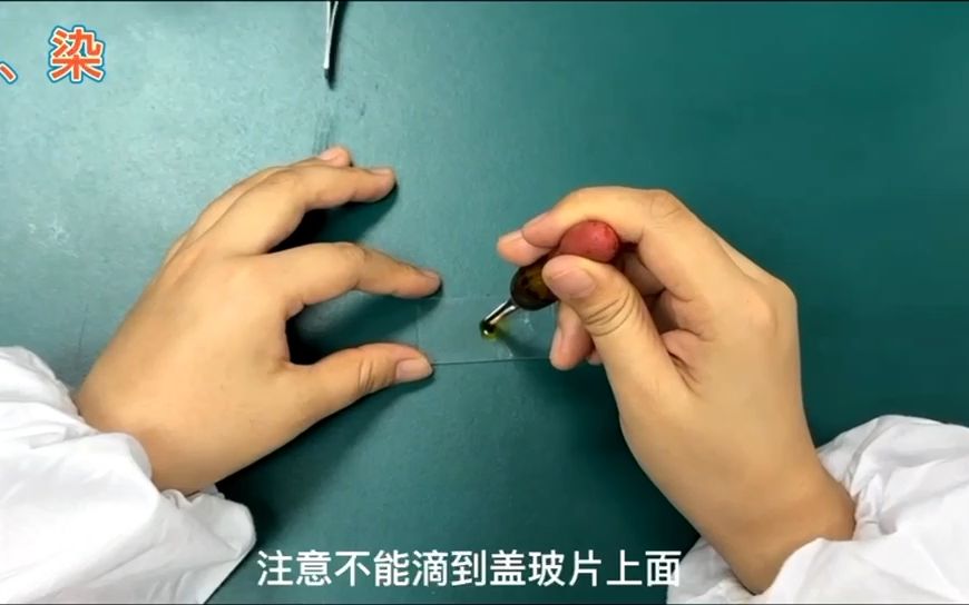 制作并观察植物细胞临时装片