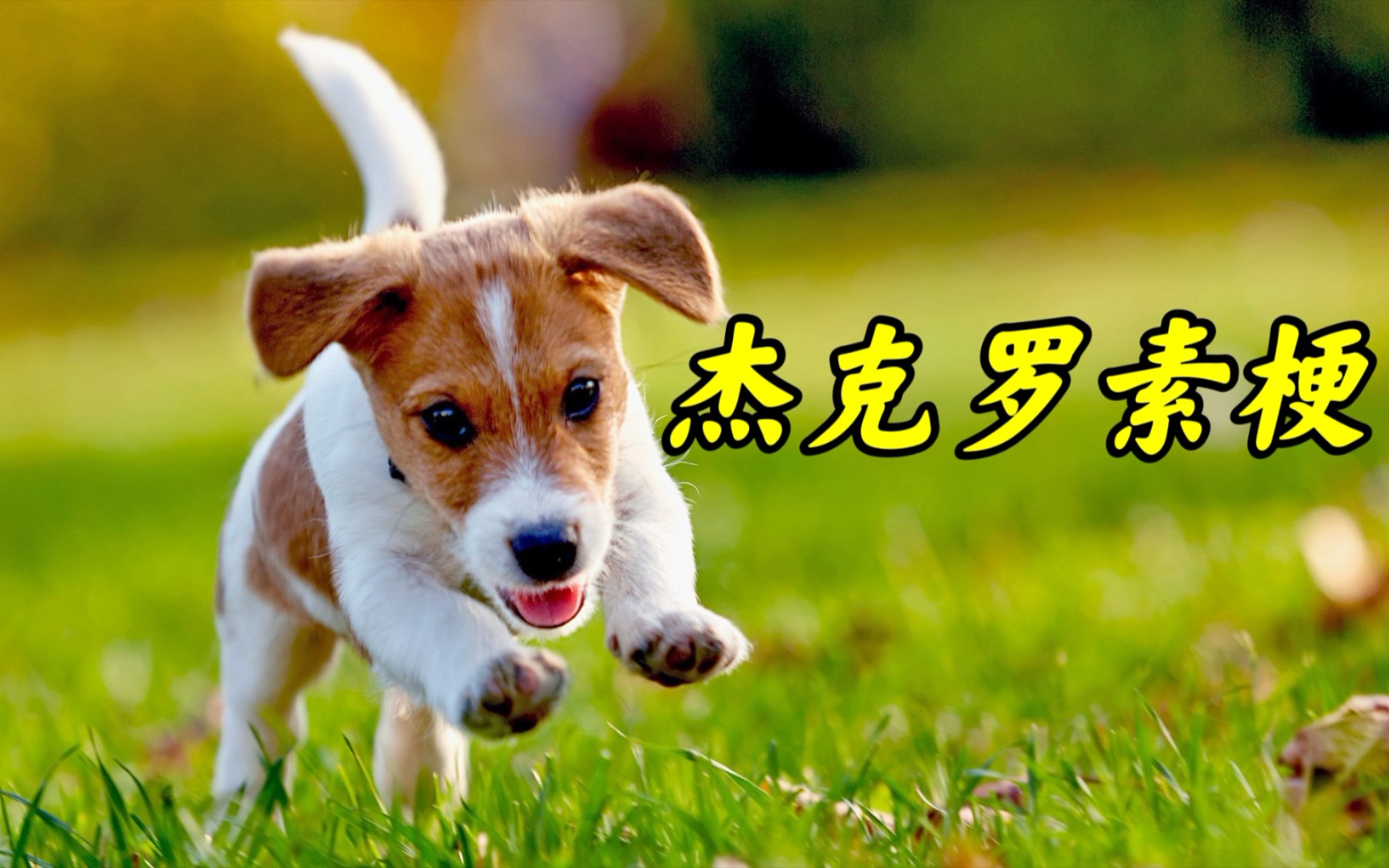 为喜欢刺激的人量身定做的宠物犬,号称犬界挖掘机的杰克罗素梗