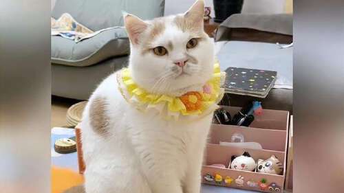 成精了?这些猫竟能跟主人无障碍沟通,最后一只会说人话的惊呆全场!