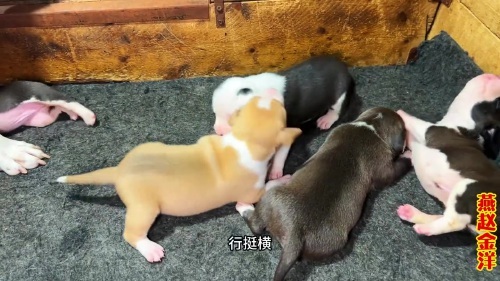 剖腹产狗妈吃月子餐产奶,斯塔福睁眼就打架,奶凶奶凶的真可爱