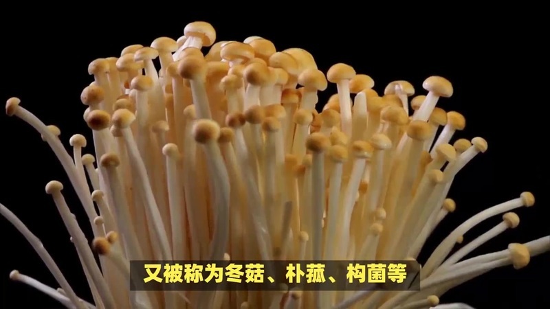金针菇的功效与作用