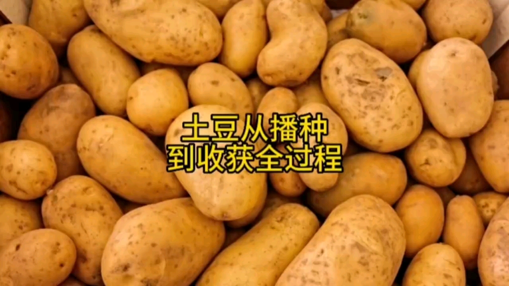 土豆从播种到收获全过程
