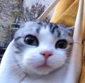 泰哥是只小暖猫 