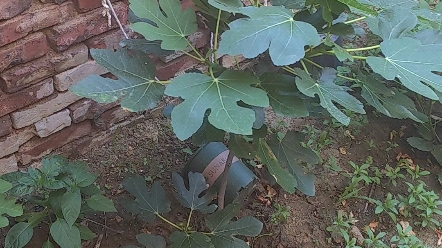 地栽的无花果也开始发力结果啦。