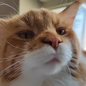 苏格大海狸sugwen 