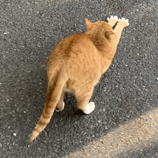 绿大仙可真好看 