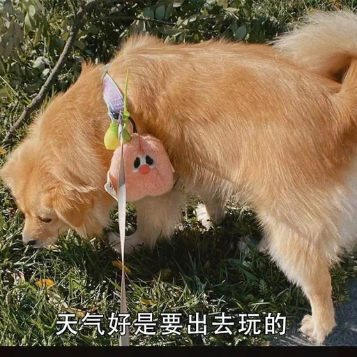 Panda_Bass 