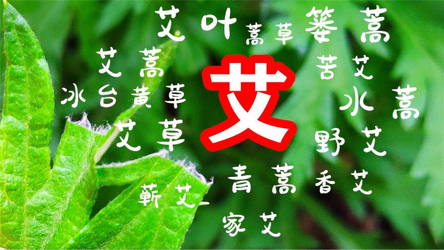 老难题不要争了:艾蒿和艾草没有区别,艾蒿和普通蒿草才有所不同