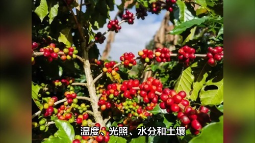 探秘咖啡种植:解锁适宜生长条件密码