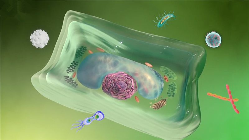 病原菌入侵,植物如何传递“警报”信号?