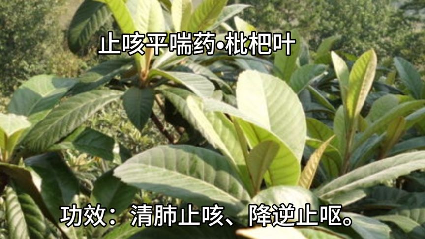 枇杷叶,人人皆识, 可它有两大用途,您知道吗?