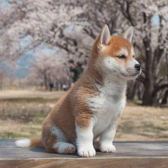 吃货向北 