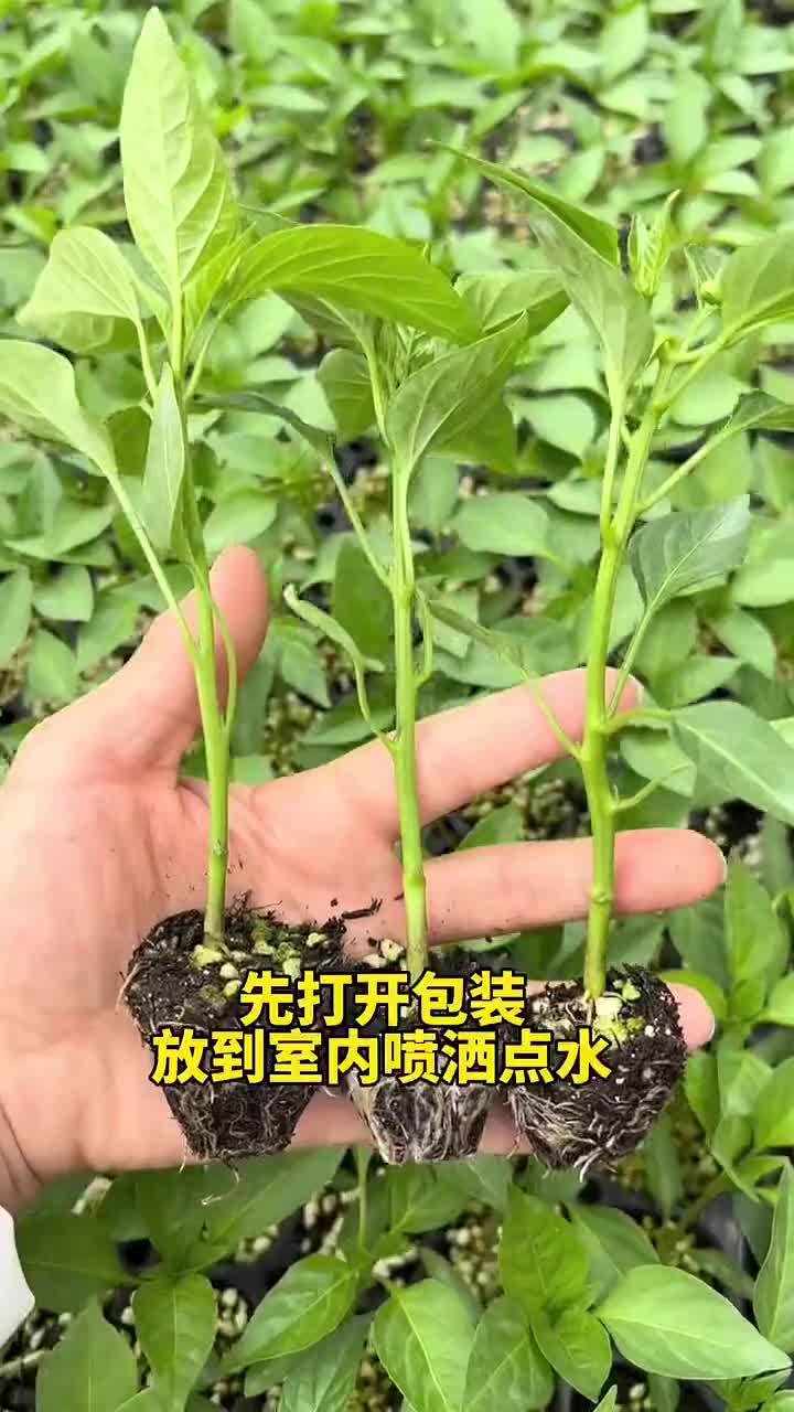 辣椒种植管理
