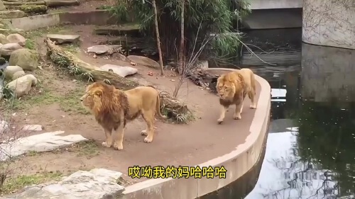雄狮遛弯跌水中的搞笑瞬间,你见过吗