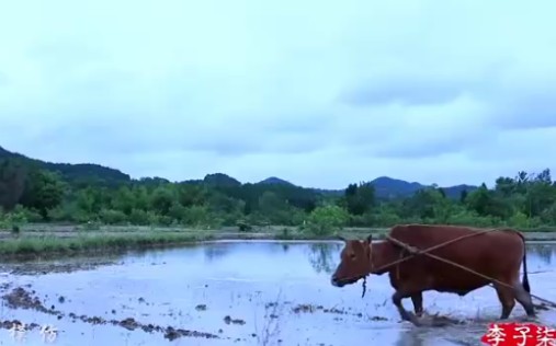 跟着李子柒看水稻的一生