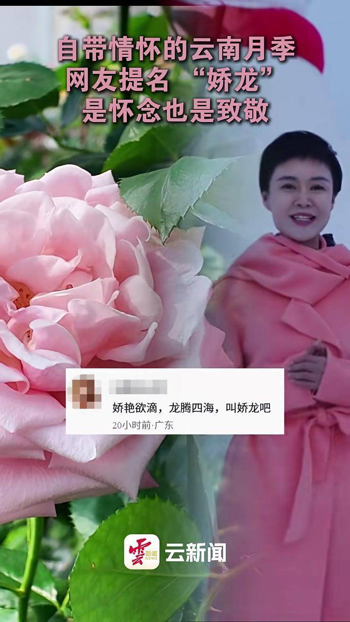 自带情怀的云南月季网友提名“娇龙”