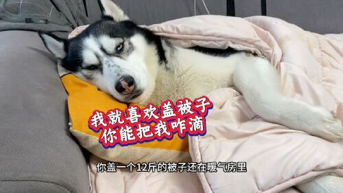 主人掀开被子瞬间笑喷!狗狗的模仿秀让你怀疑人生
