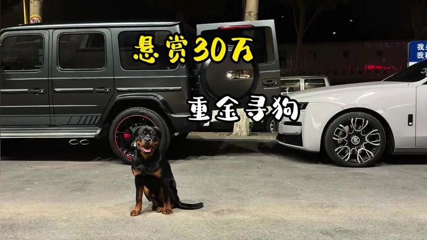 悬赏30万重金寻狗!#领航计划