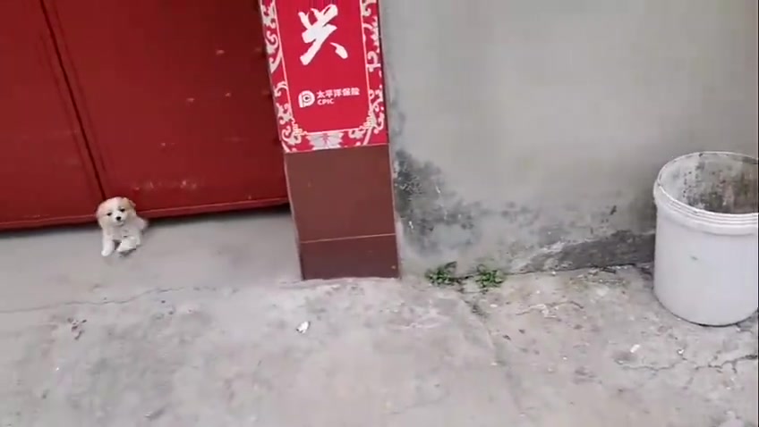 液体猫转世的狗!