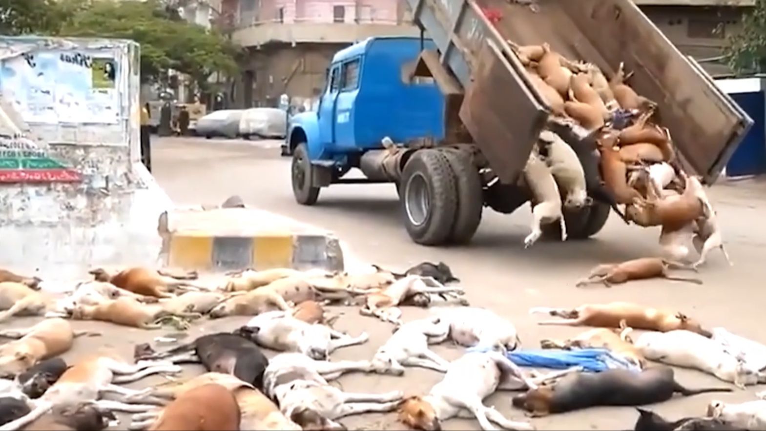 流浪狗咬死人,流浪猫导致物种灭绝!我们应该如何科学的对待?