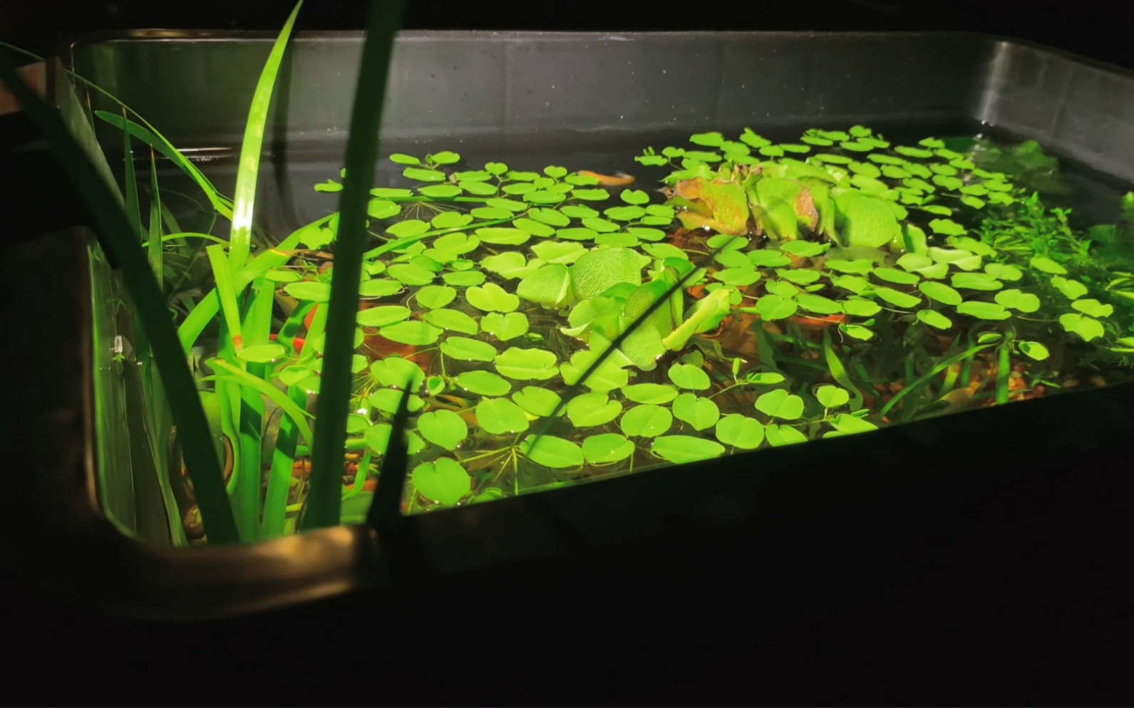 一个不起眼的周转箱,被小伙改成了生态鱼缸,太美了