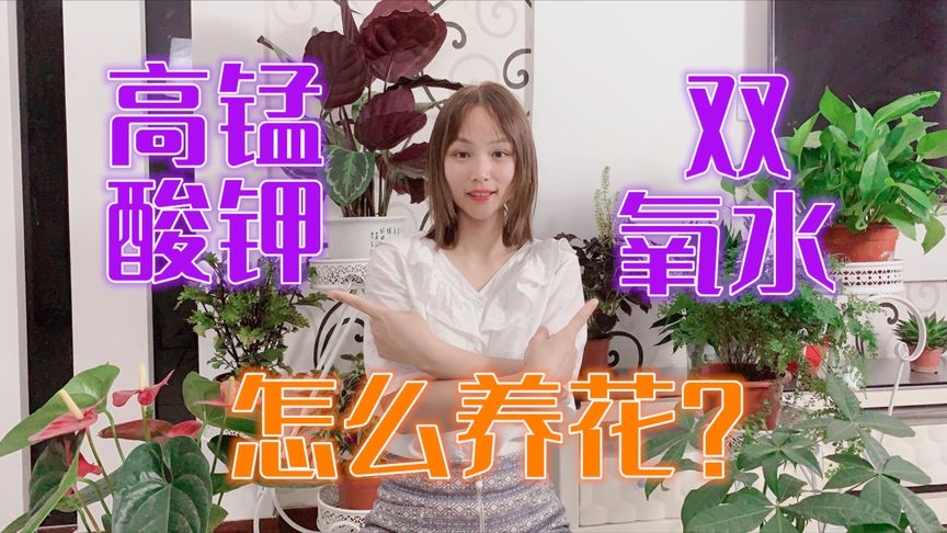 养花没有多菌灵怎么办?高锰酸钾加双氧水,用来杀菌消毒简直一绝