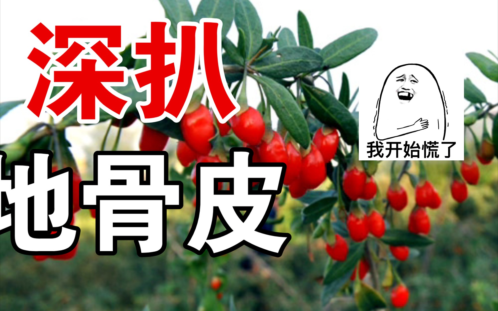 深扒地骨皮的知识,了解地骨皮的来源,生长习性,功能疗效