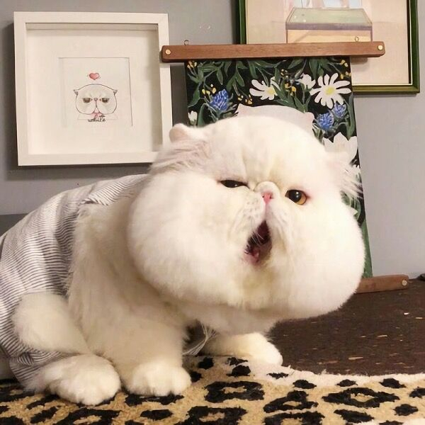 可爱的恬喵 