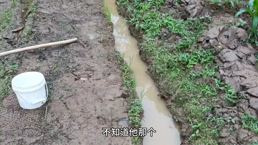 稻田养鱼只要克服这些困难,就能吃到稻花鱼了,且一份农田双收益!鱼菜...