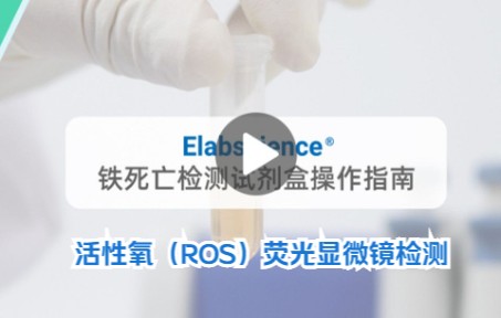 Elabscience_活性氧(ROS)荧光显微镜检测操作指南