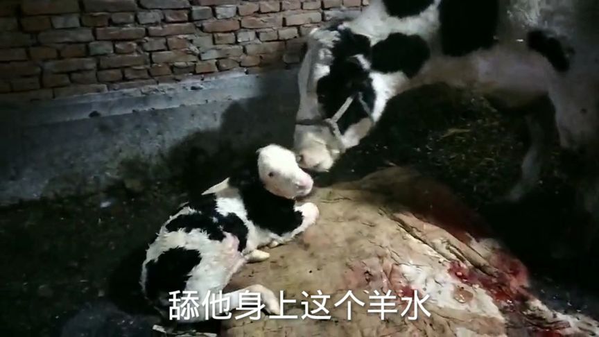 牛年第一天,小宝宝健康出生。全过程,你一辈子也许都没见过!